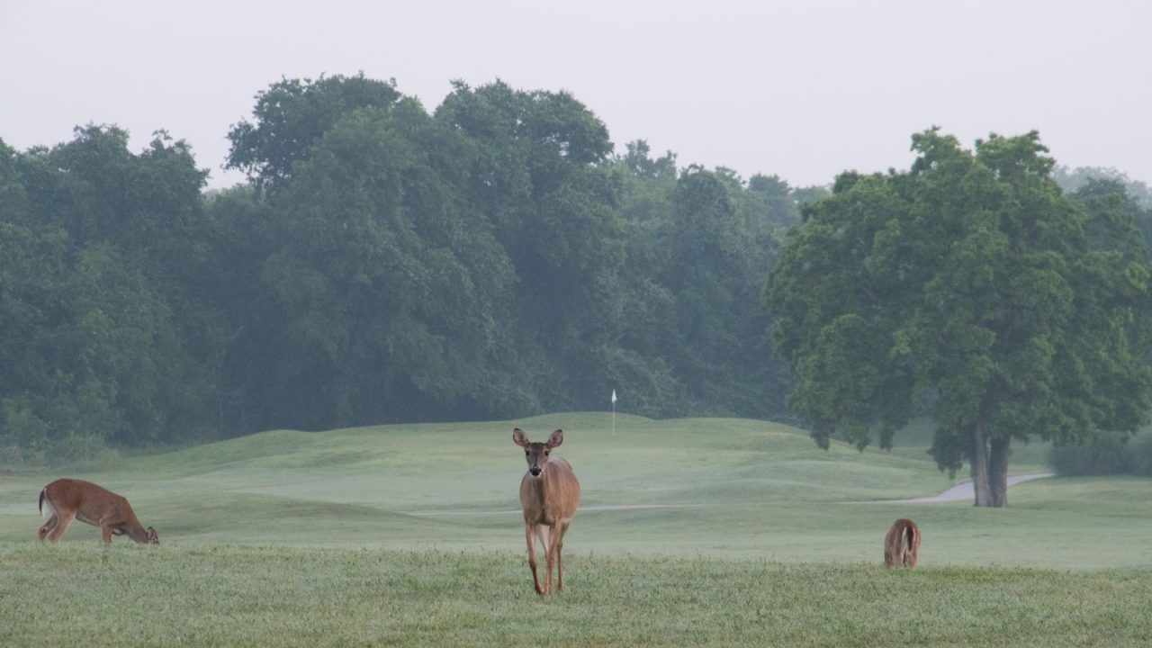 Gallery | Riverside GC